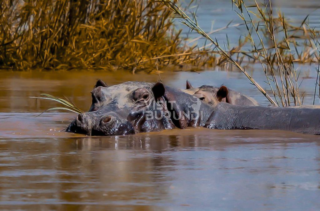 RUSIZI National Park - Phoenix Company